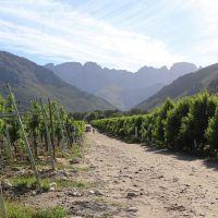 Production Area – Ceres | Stems