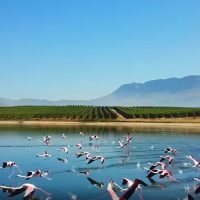 Production Area – Ceres | Stems