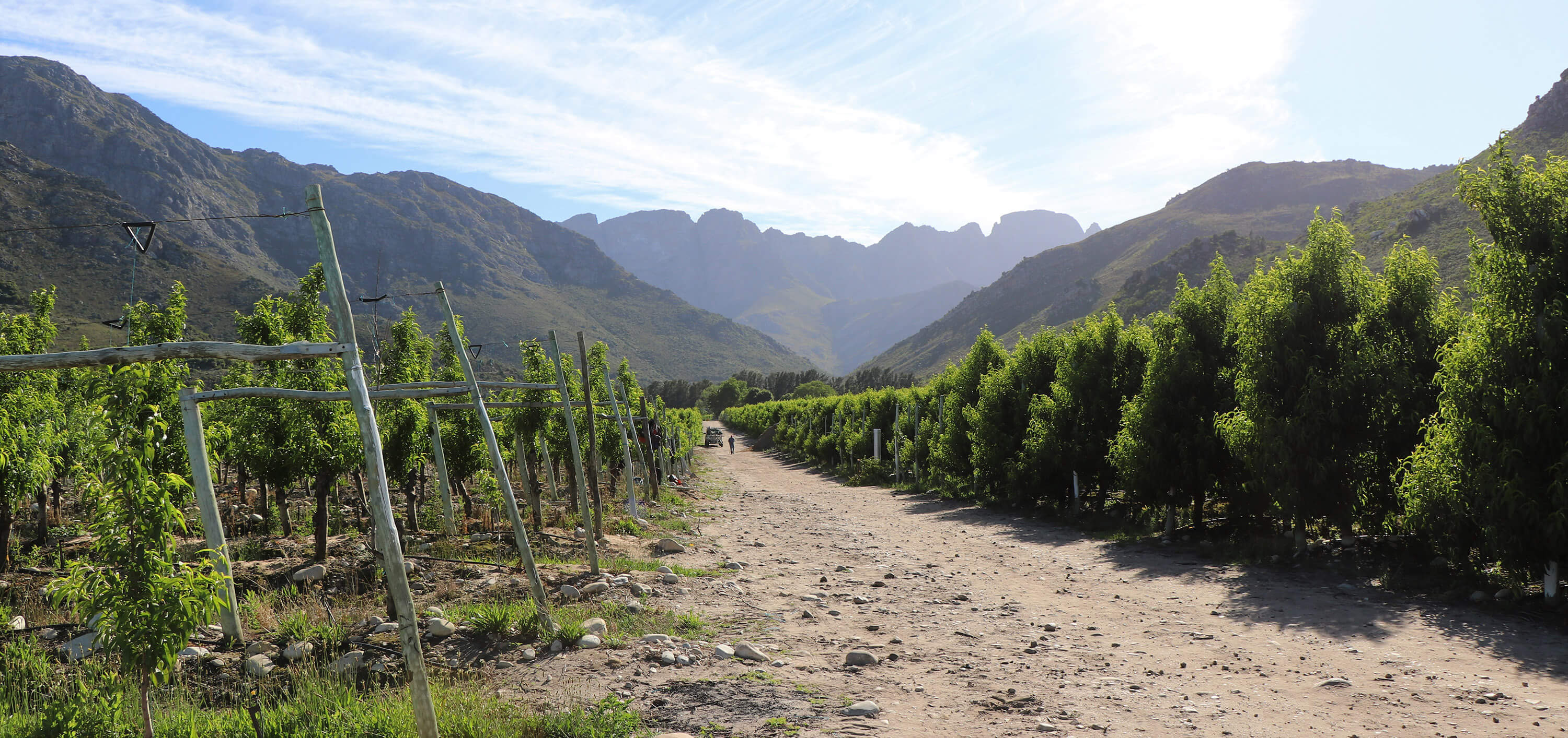 Goosen Boerdery | Stems