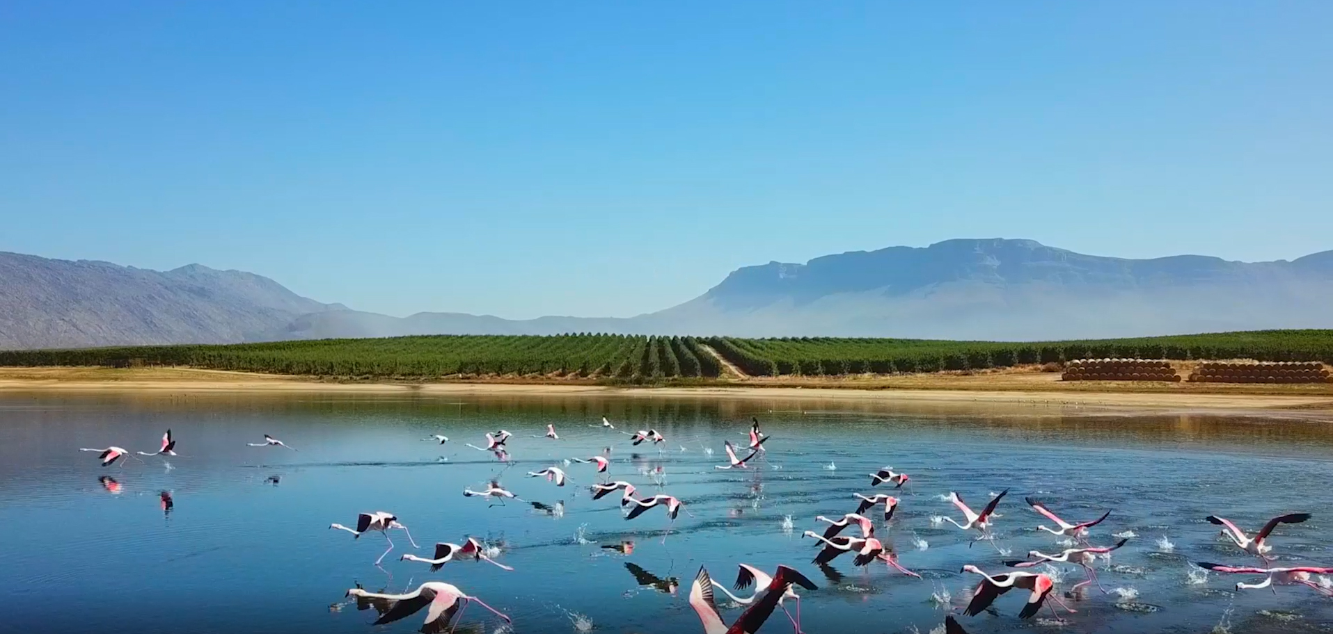 Kalos Farming | Stems