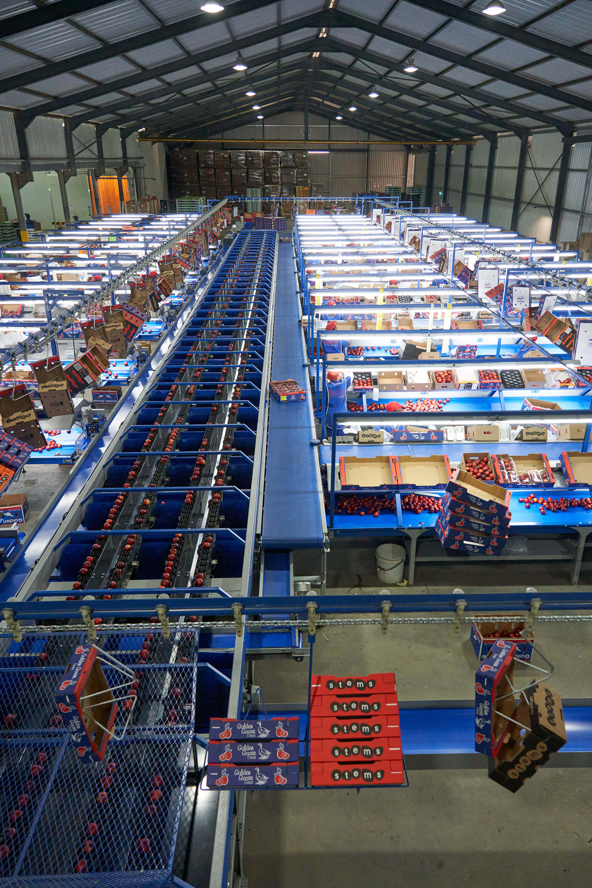 Kalos Farming | Stems