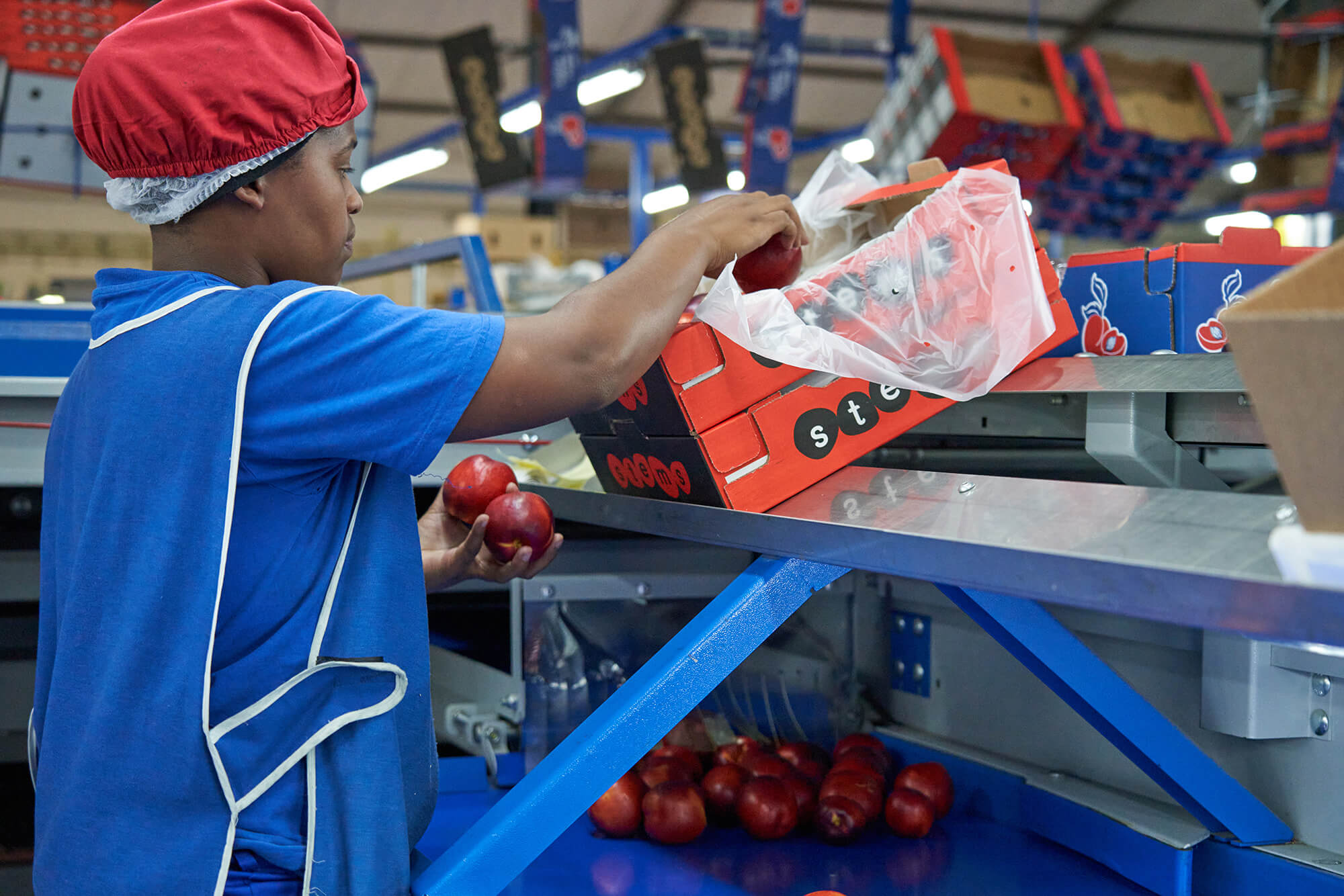 Kalos Farming | Stems