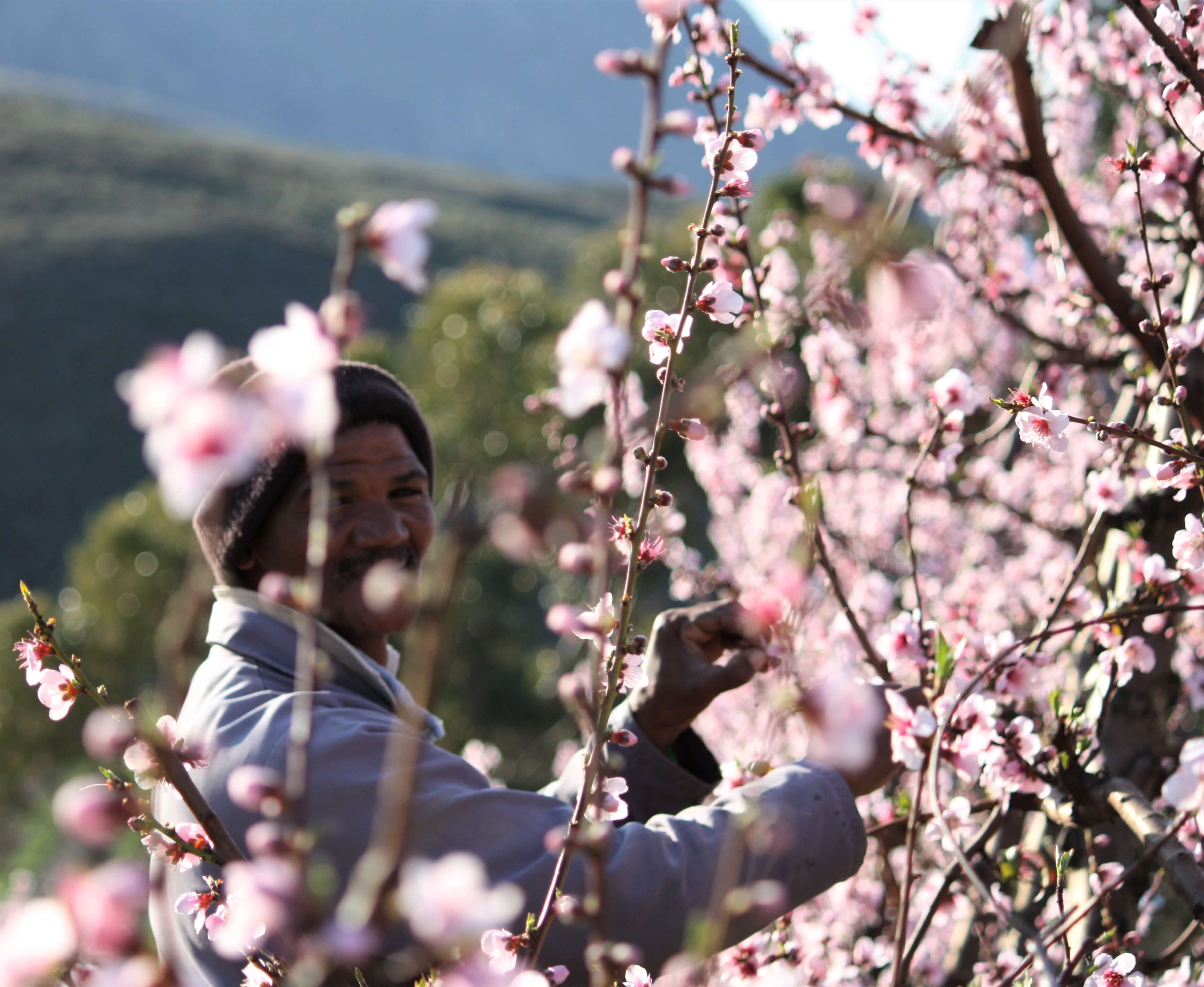 Excelsior Farm | Stems