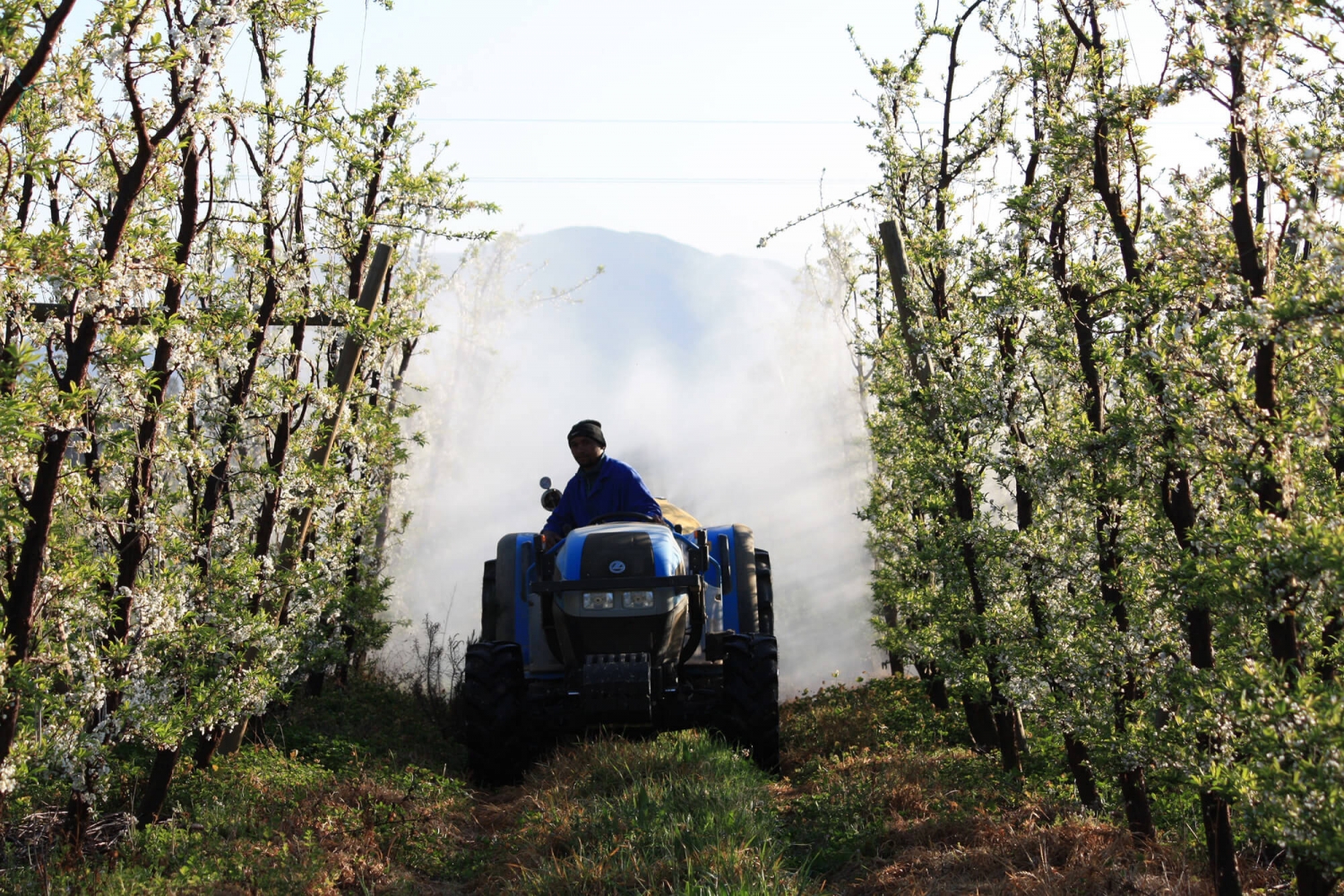 Excelsior Farm | Stems
