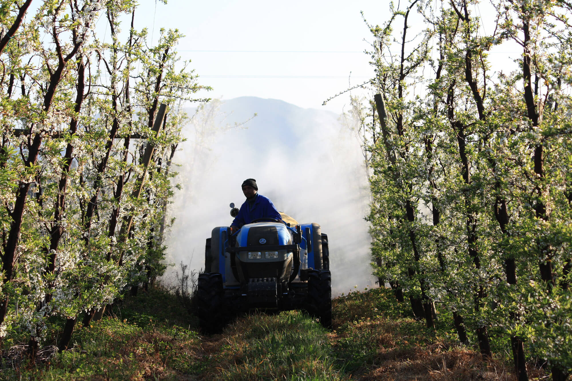 Excelsior Farm | Stems