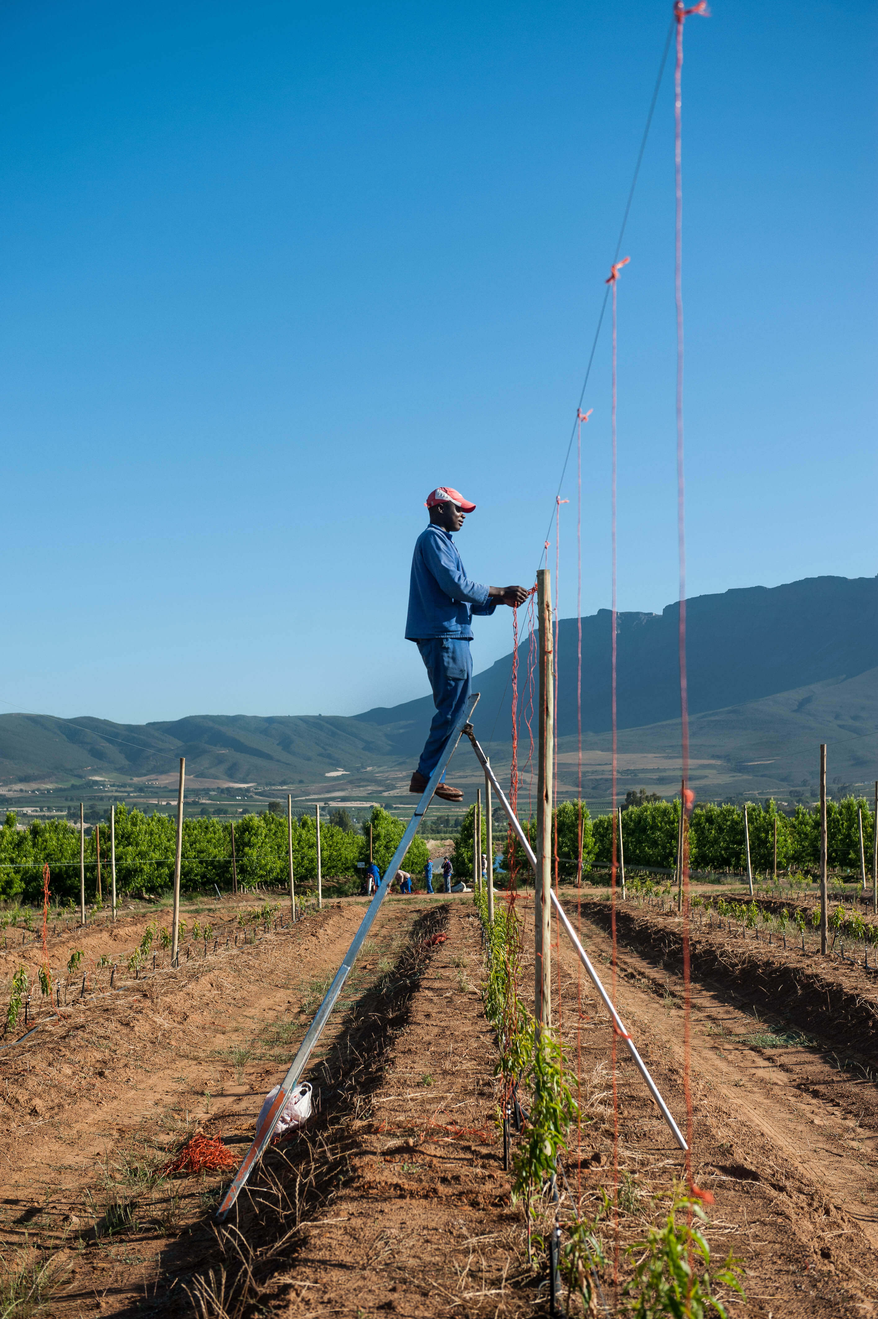 Kalos Farming | Stems