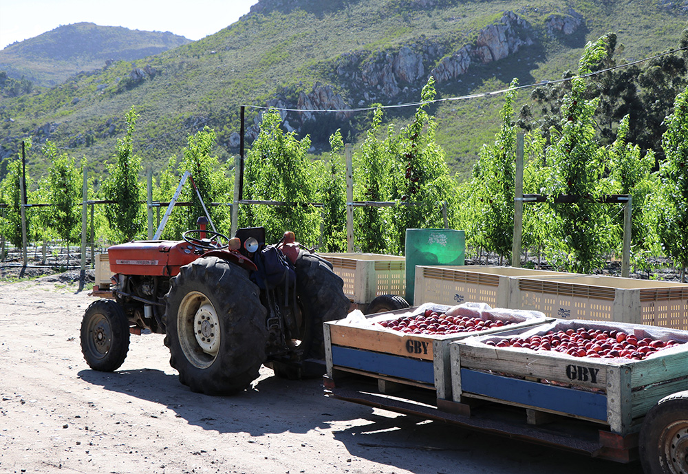 Goosen Boerdery | Stems