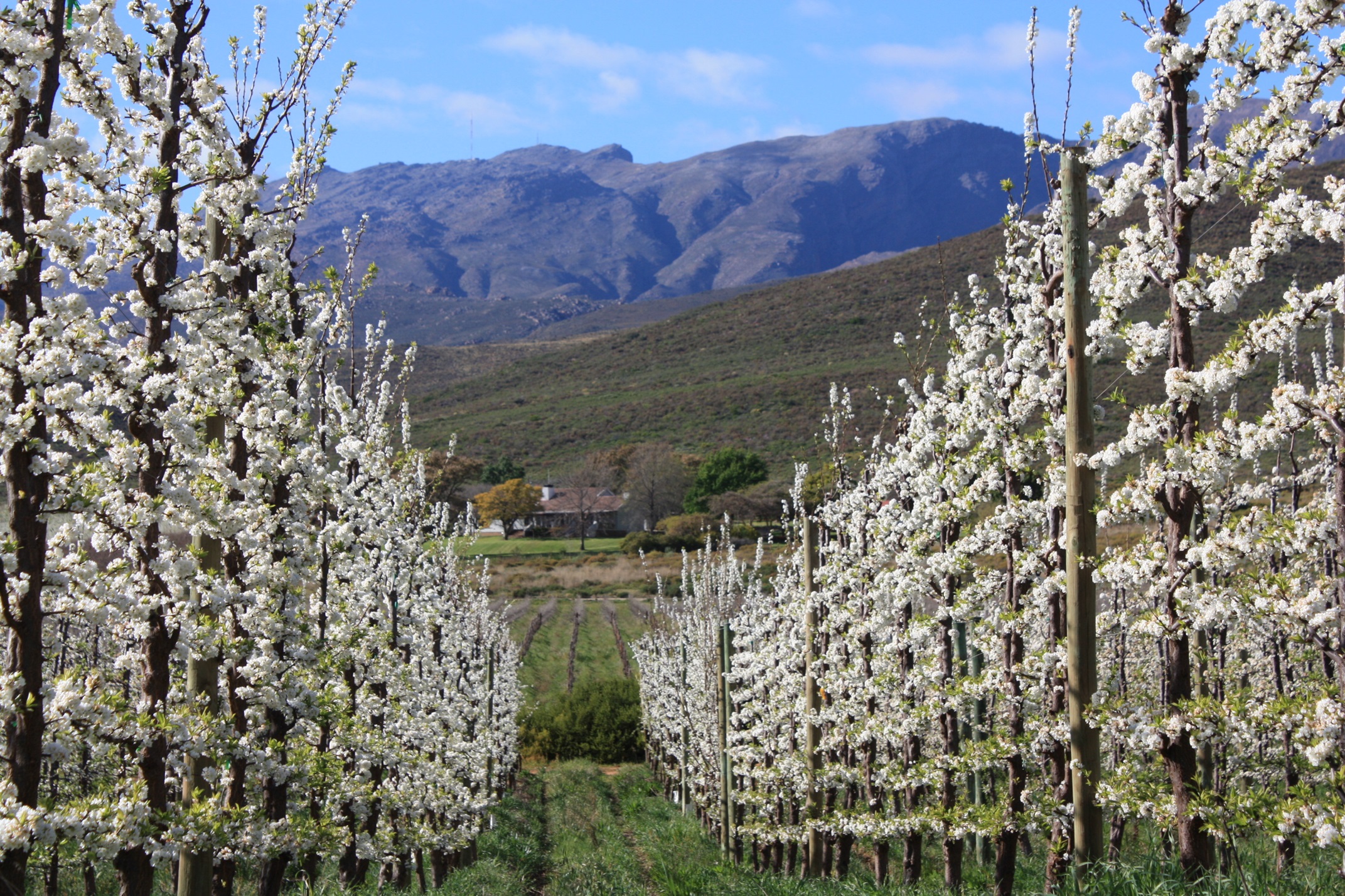 Excelsior Farm | Stems