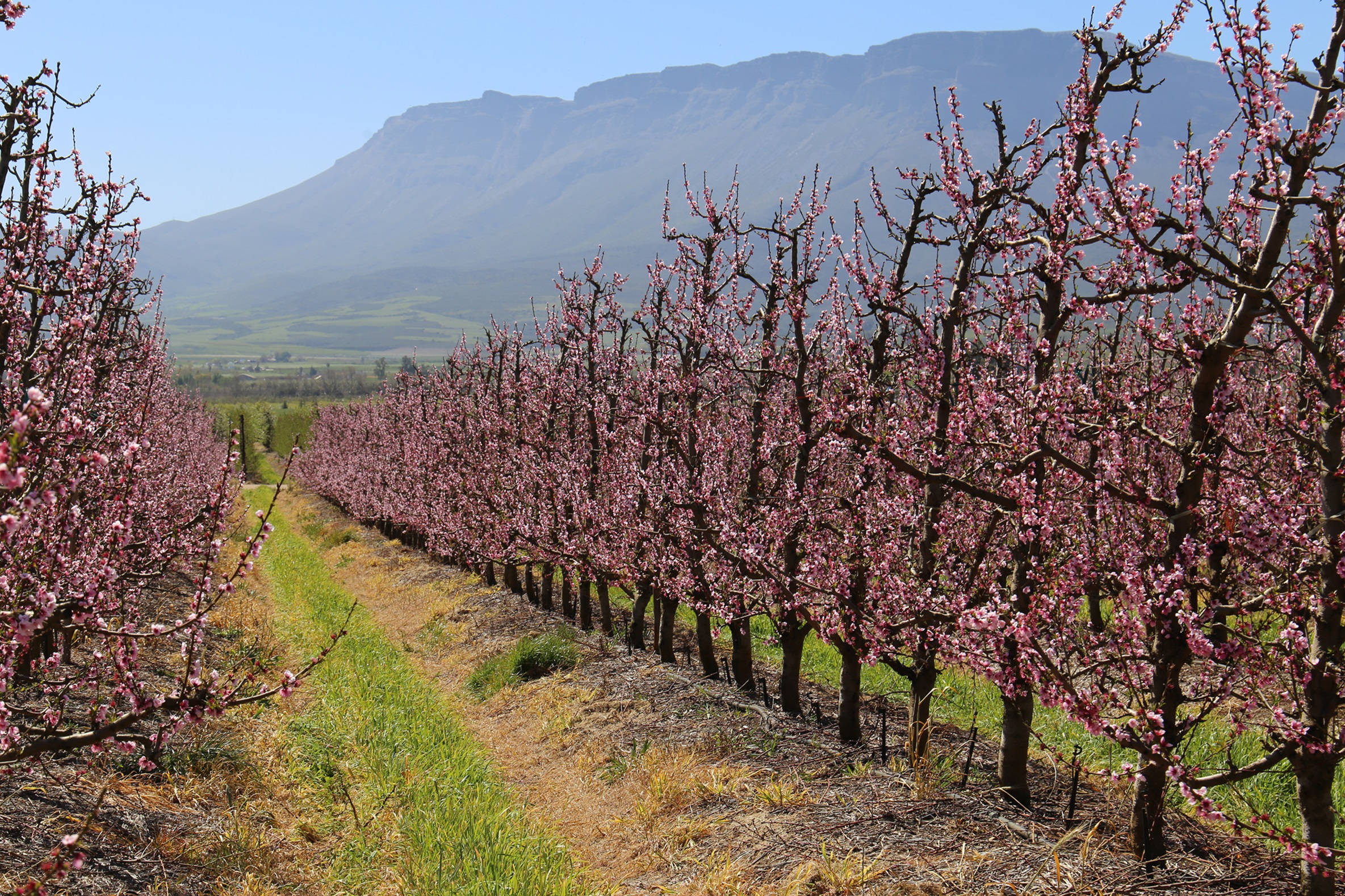 Kalos Farming | Stems